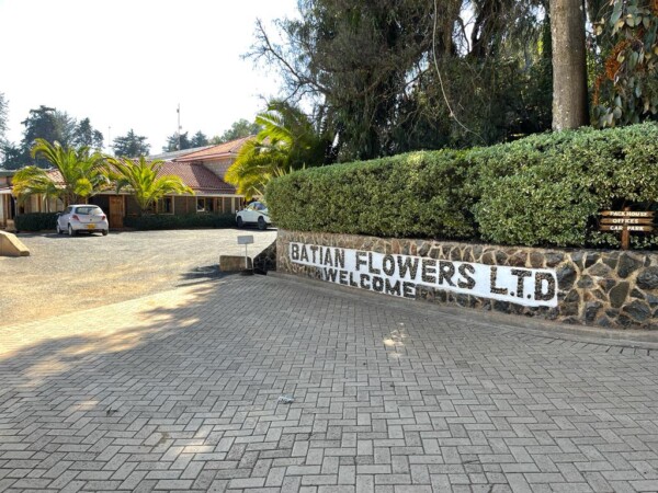 Batian Flowers Ltd | Black Tulip Group